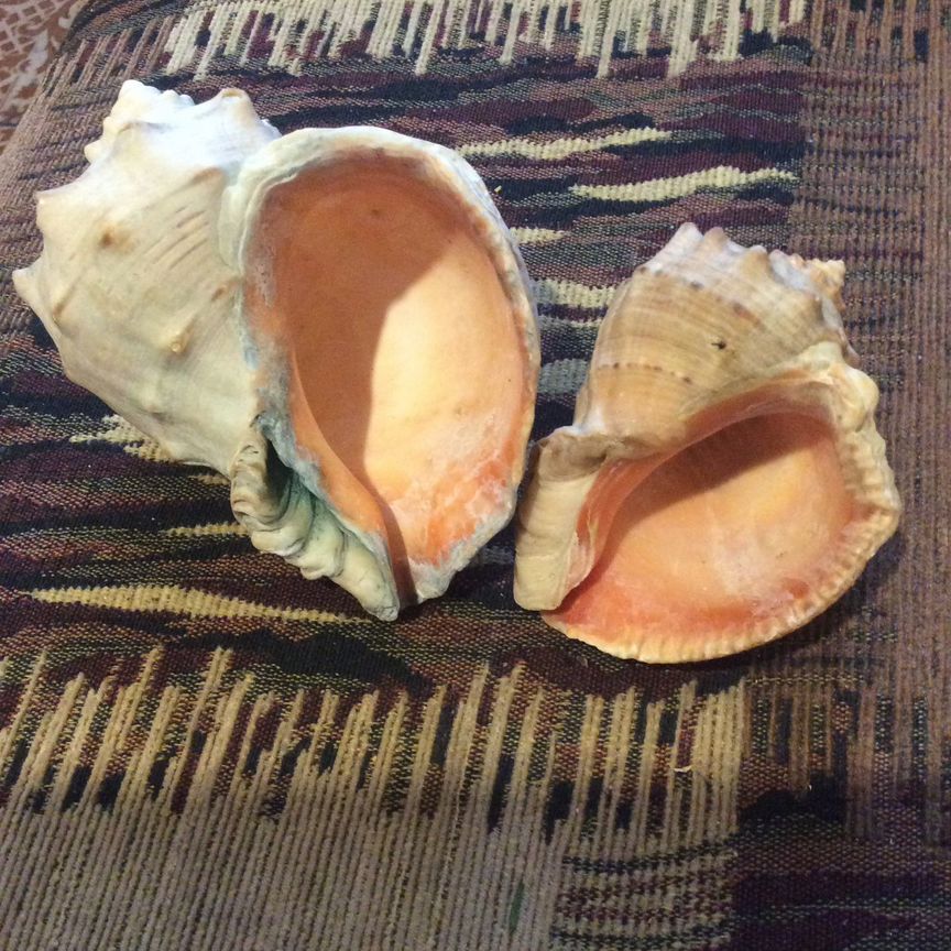 Морские ракушки раковины