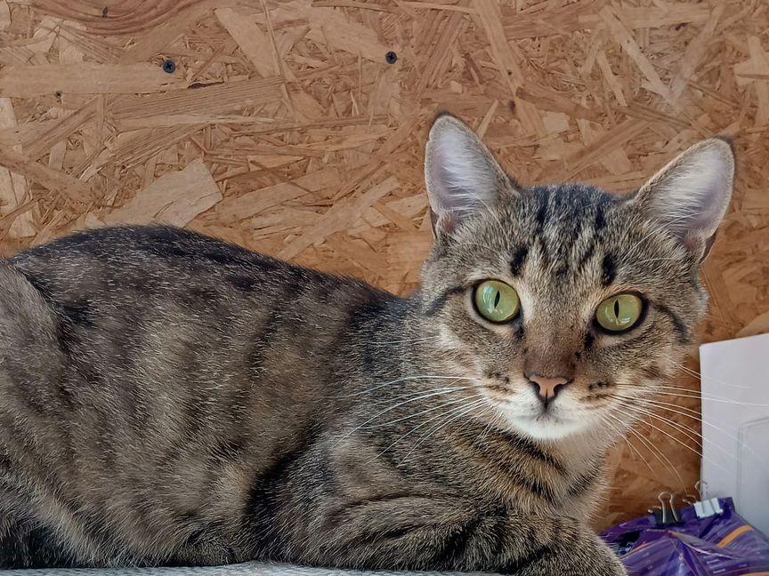 Кошка - красотка