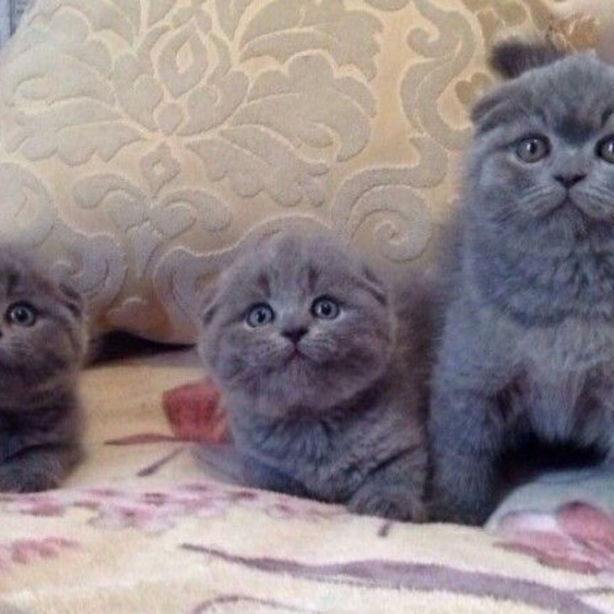 Шотландские вислоухие котята