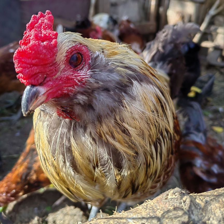 Петух Амерукана продажа или обмен