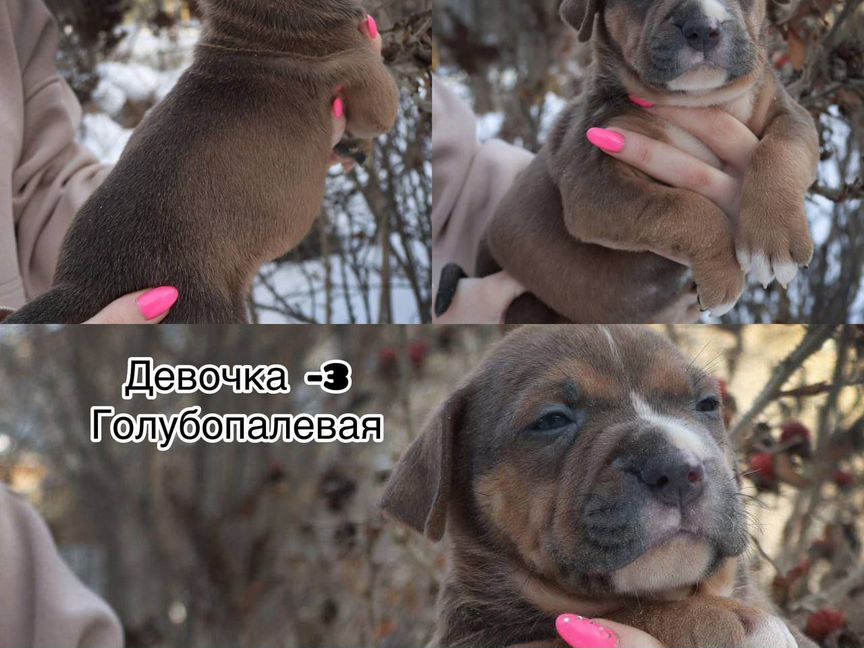 Американский булли xl