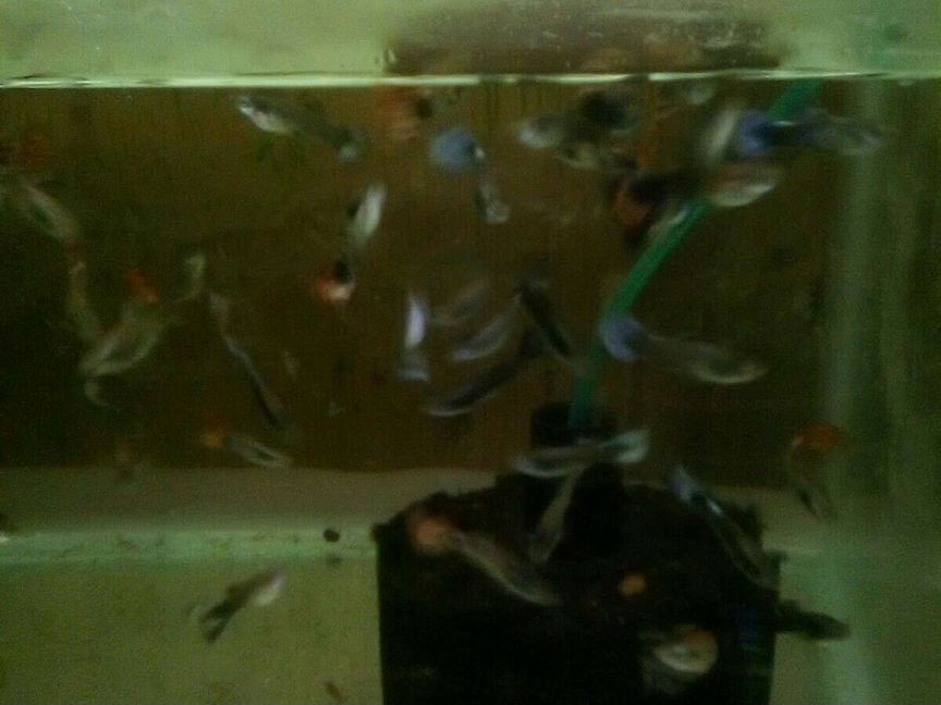 Пельвикахромисы,мирные цихлиды