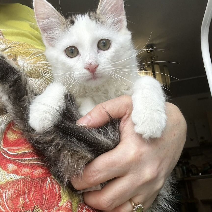 Котенок в добрые руки