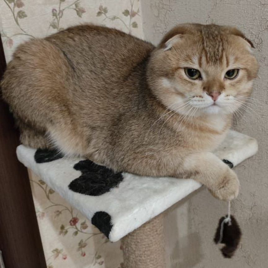 Кот на вязку, золотая шиншилла