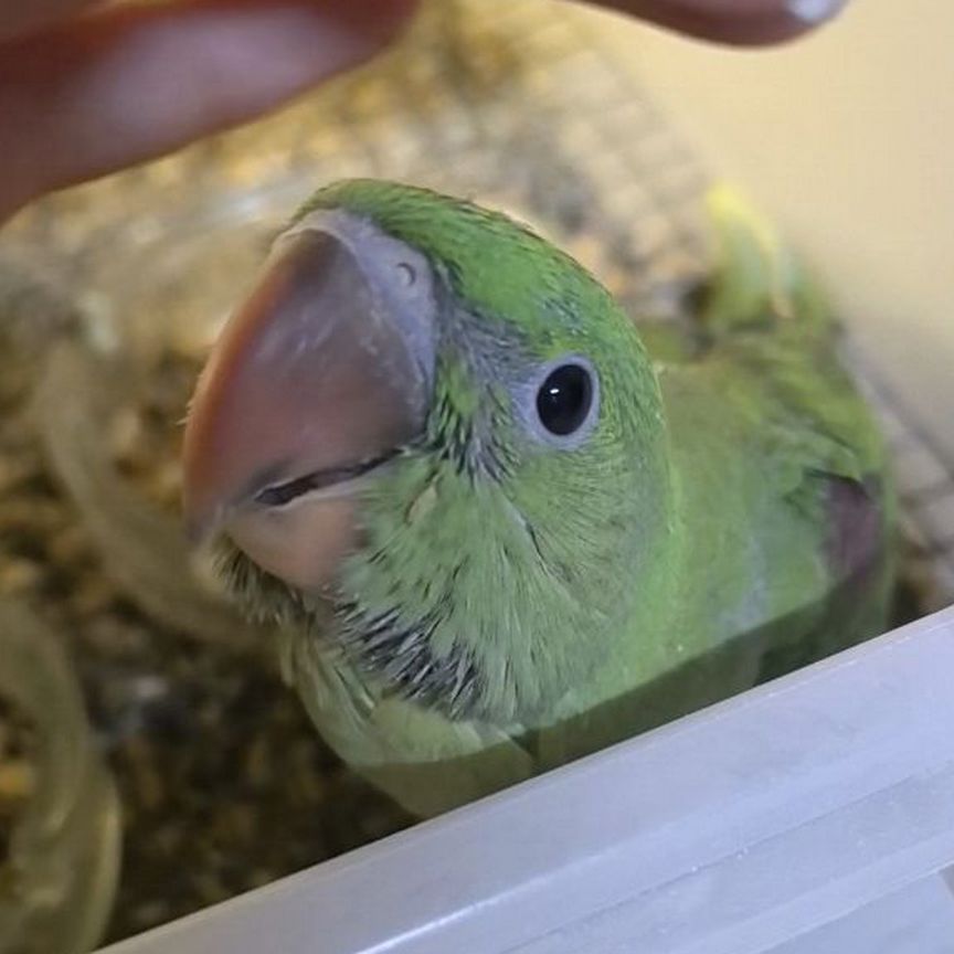 Попугай александрийский попугай выкормыш