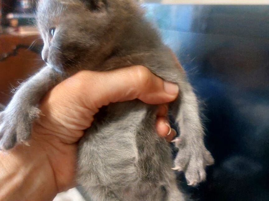 Кошки в добрые руки бесплатно