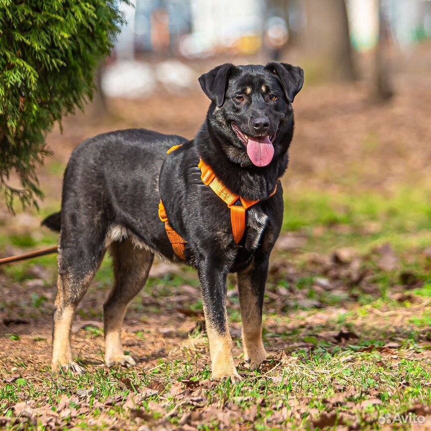 Радость на четырёх лапах
