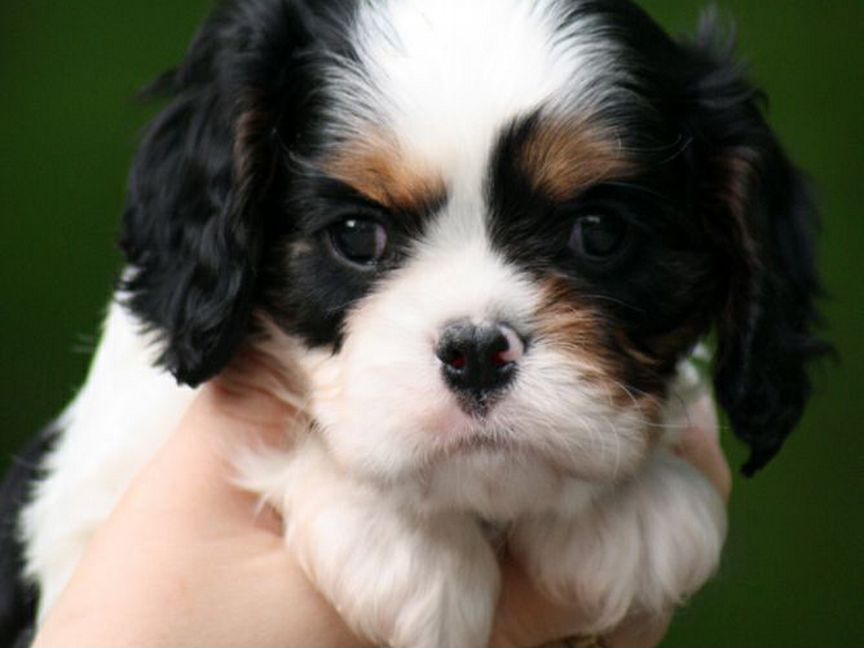 Кавалер кинг чарльз спаниель