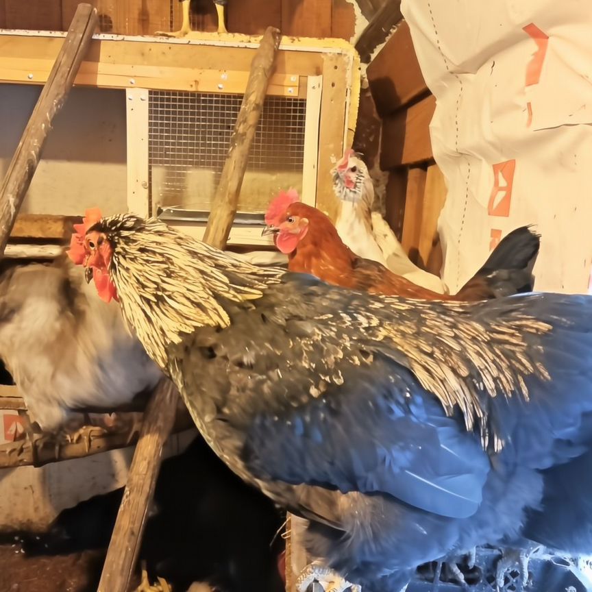 Петухи 5 месяцев