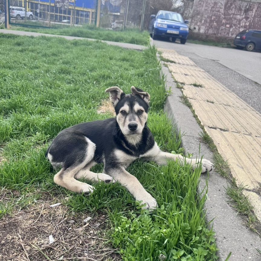 Собака в добрые руки