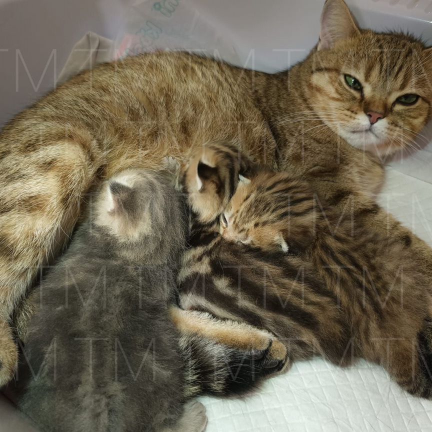 Котята шотландской золотой шишиллы