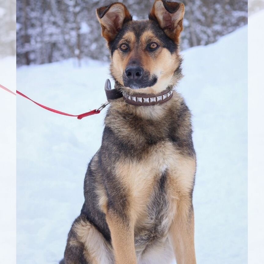 Взрослая собака в добрые руки