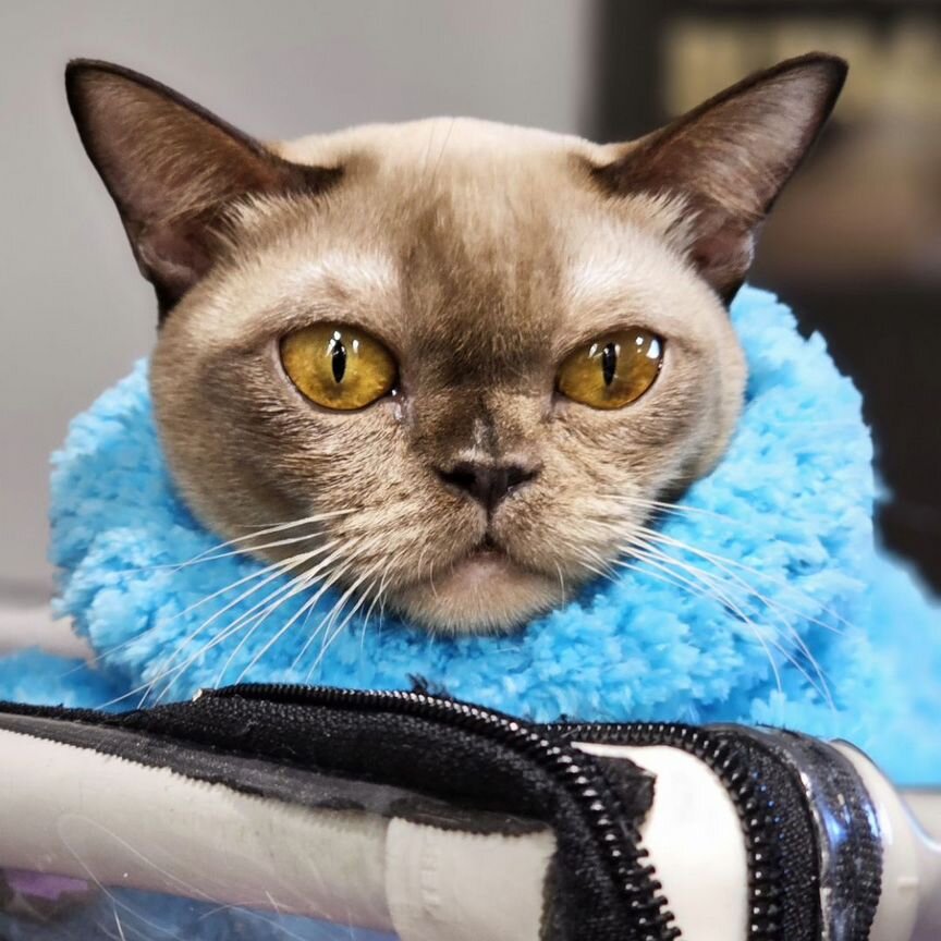 Бурманские котята