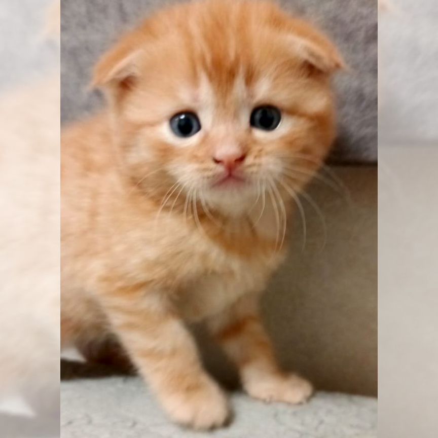Шотландский вислоухий короткошёрстный котёнок