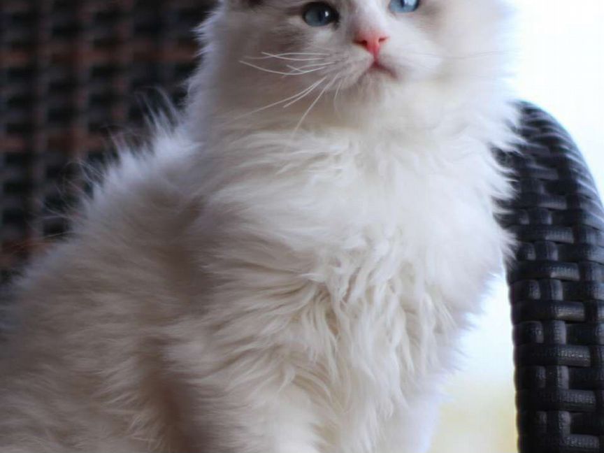 Регдолл котята из питомника