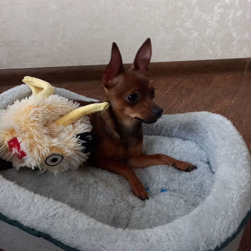 Мини той терьер