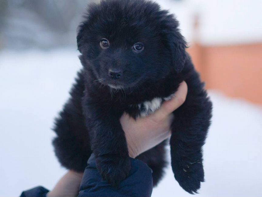 Щенок в добрые руки