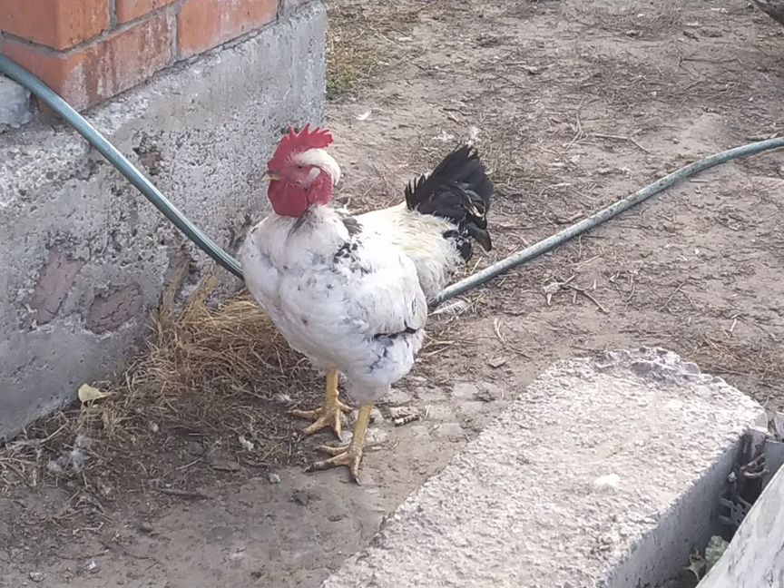 Петухи голошейки