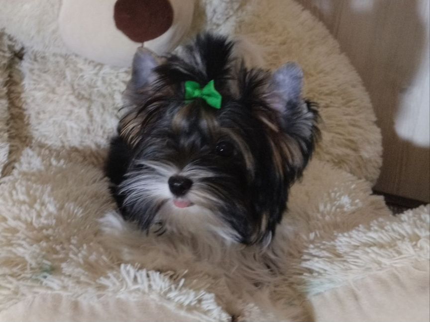 Щенки бивер йорка