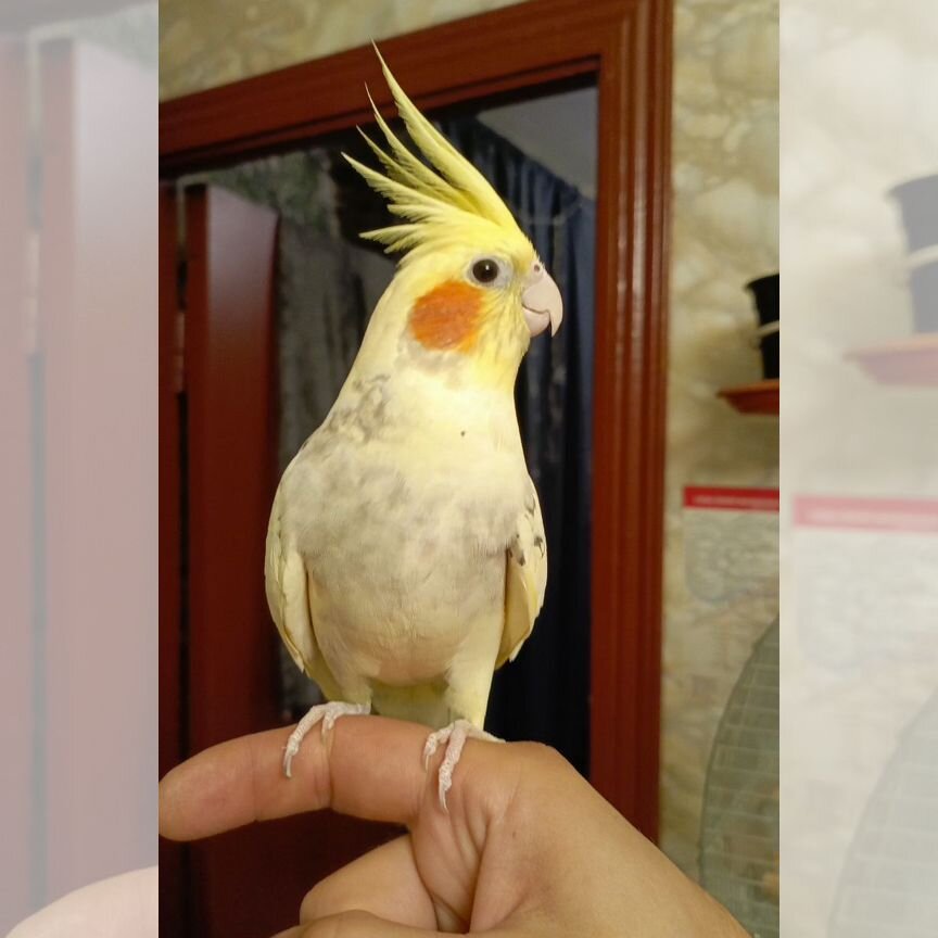 Попугай Корелла с клеткой