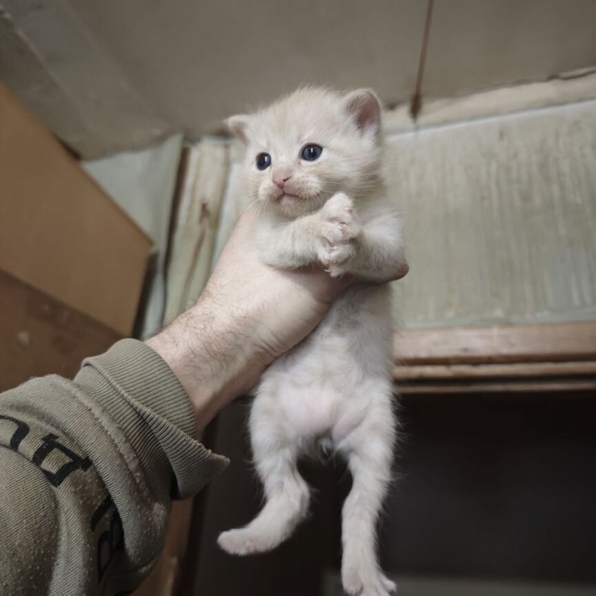 Котики очень умные