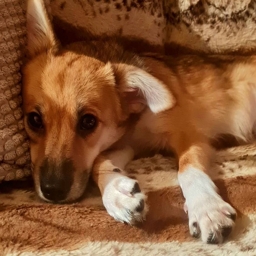 Отдаём в добрые руки