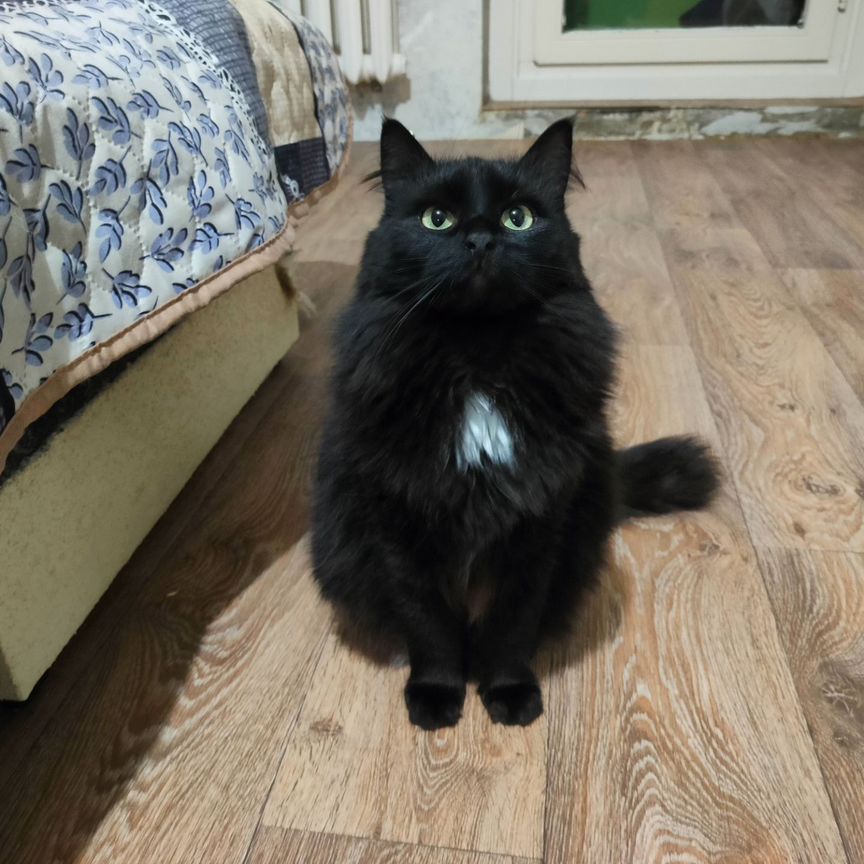 В добрые руки