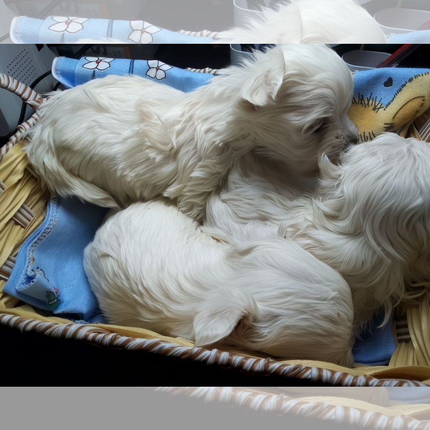 Мальтийская болонка, щенок