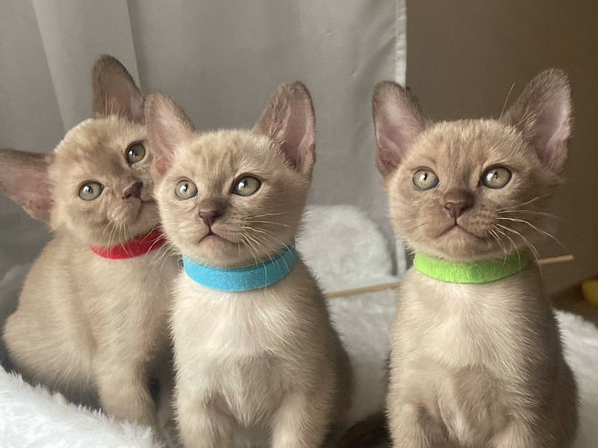 Бурманские котята девочки