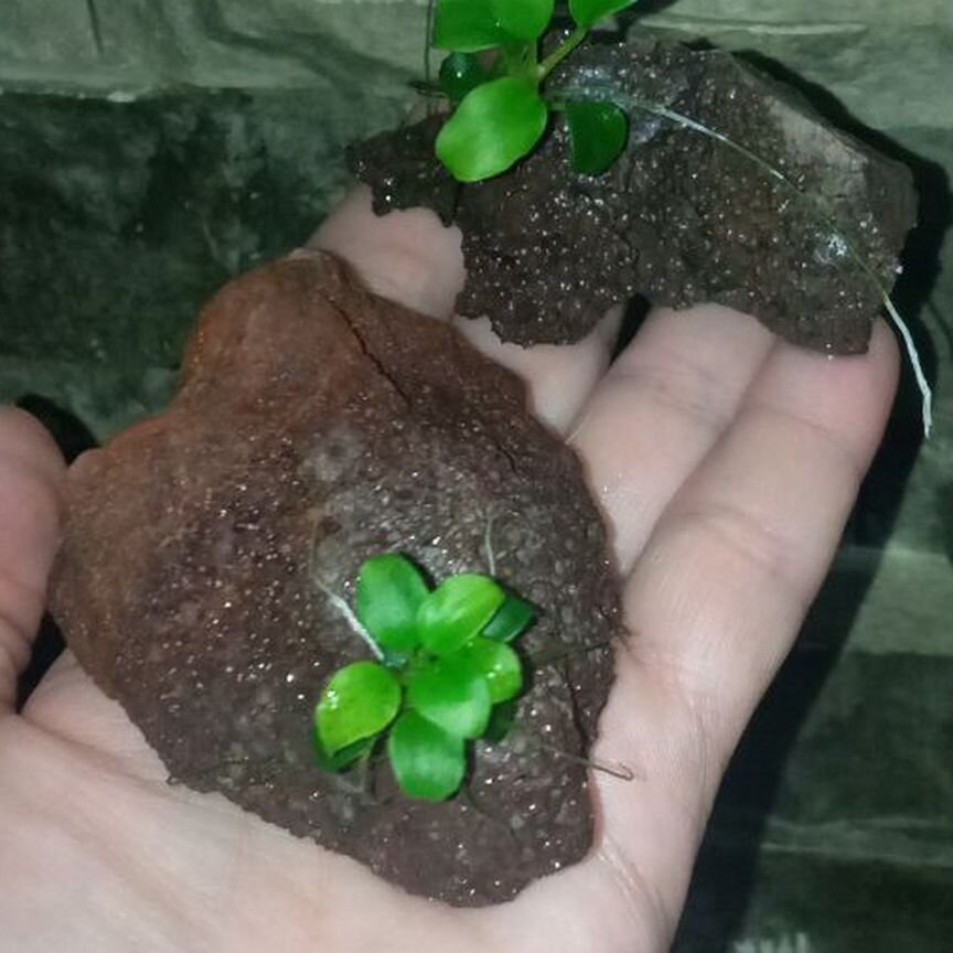 Анубиас нано петит