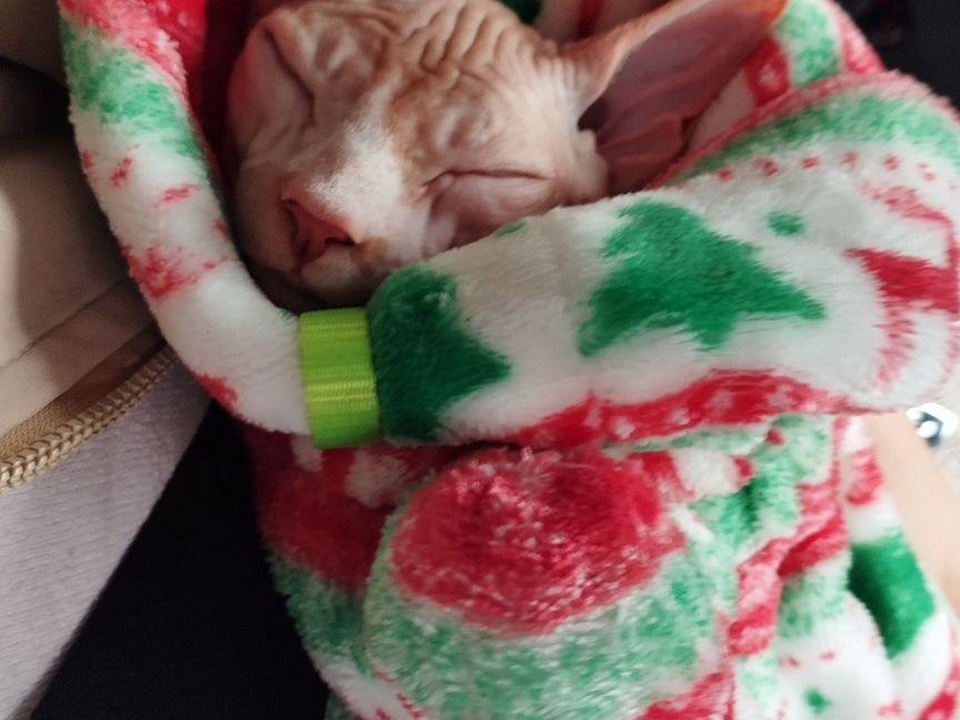 Канадский сфинкс котенок