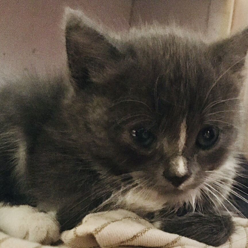 Милые котята