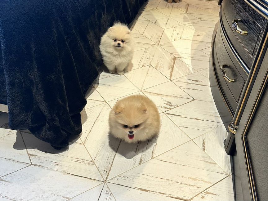 Померанские мишки шпицы мини