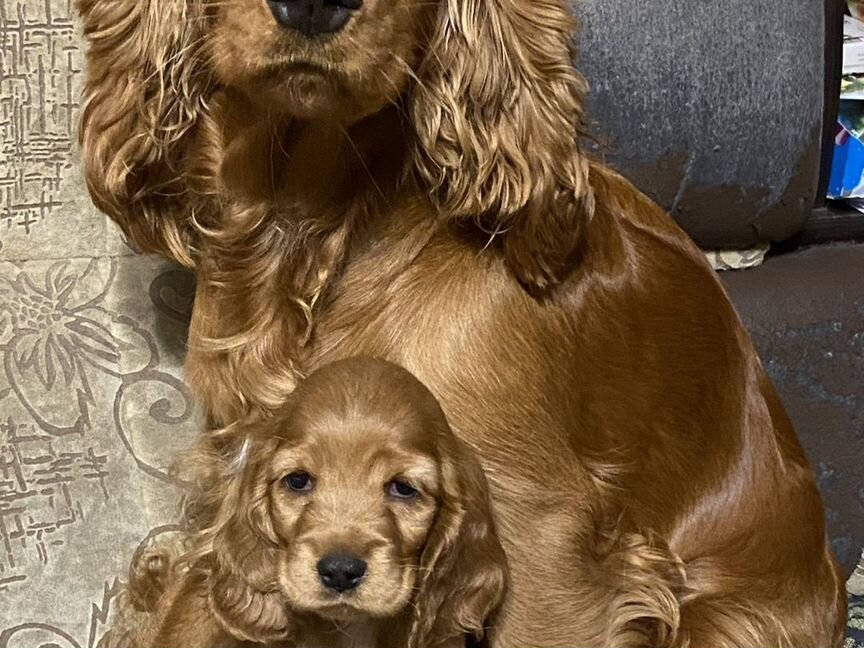 Английский Кокер спаниель