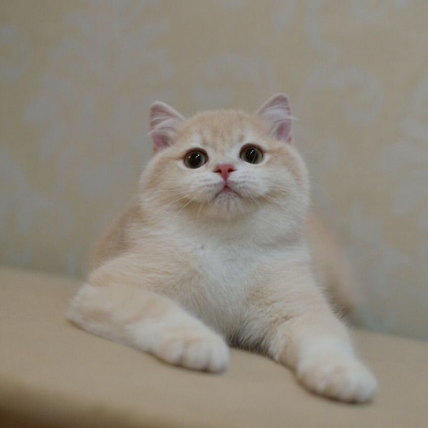 Британский котенок