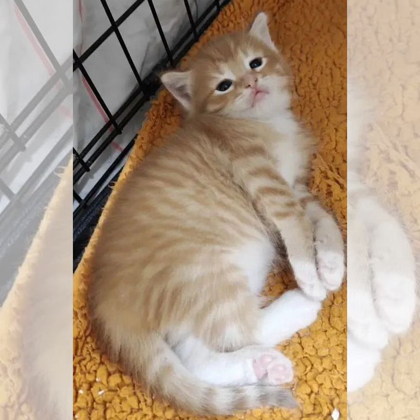 Котёнок в добрые руки