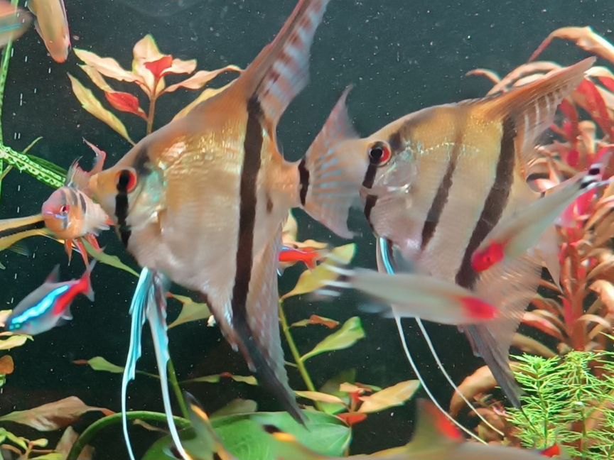 Скалярии rio нанай