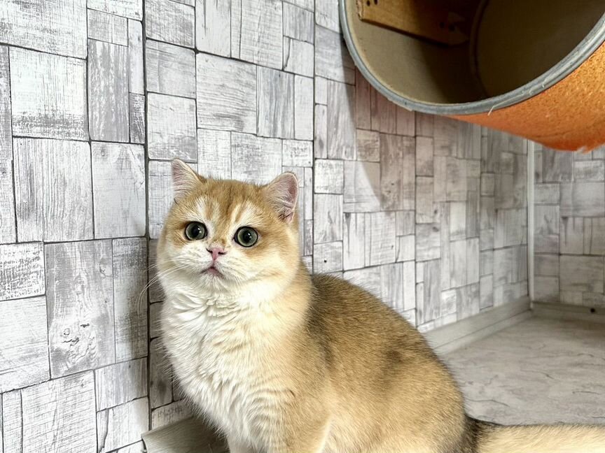 Британские котята