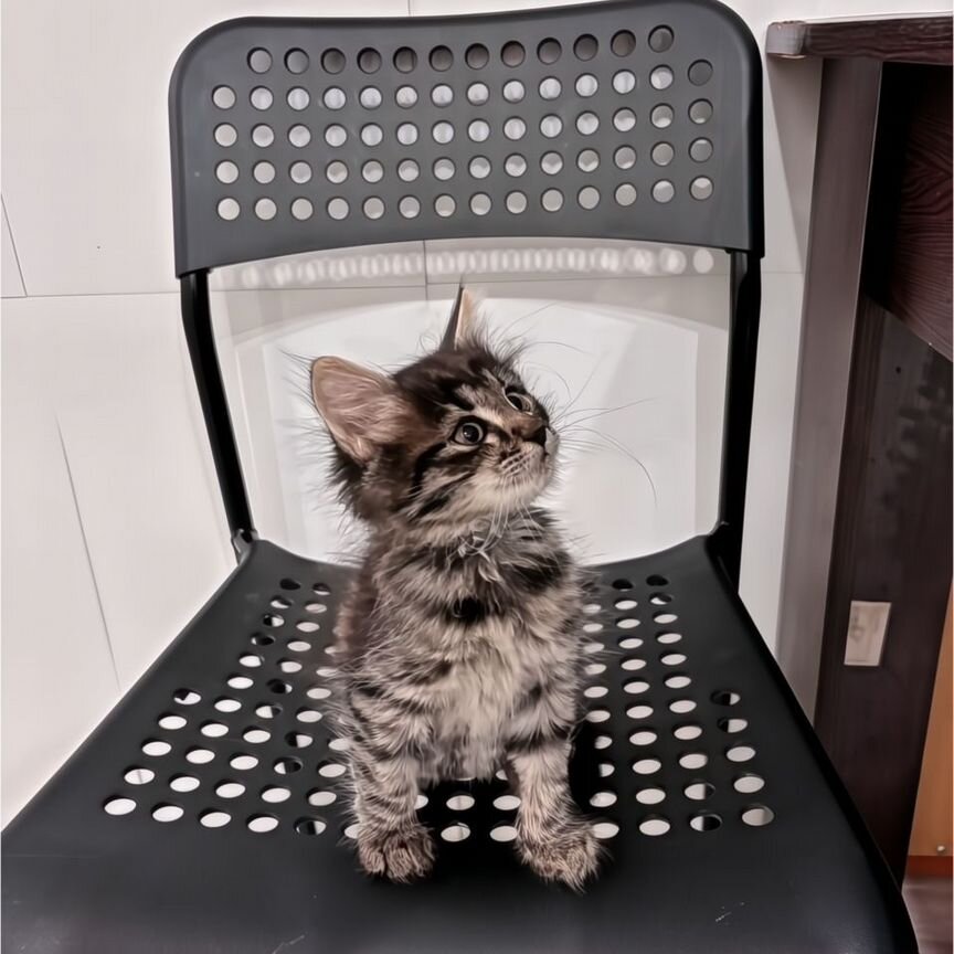 Мейн-кун котёнок