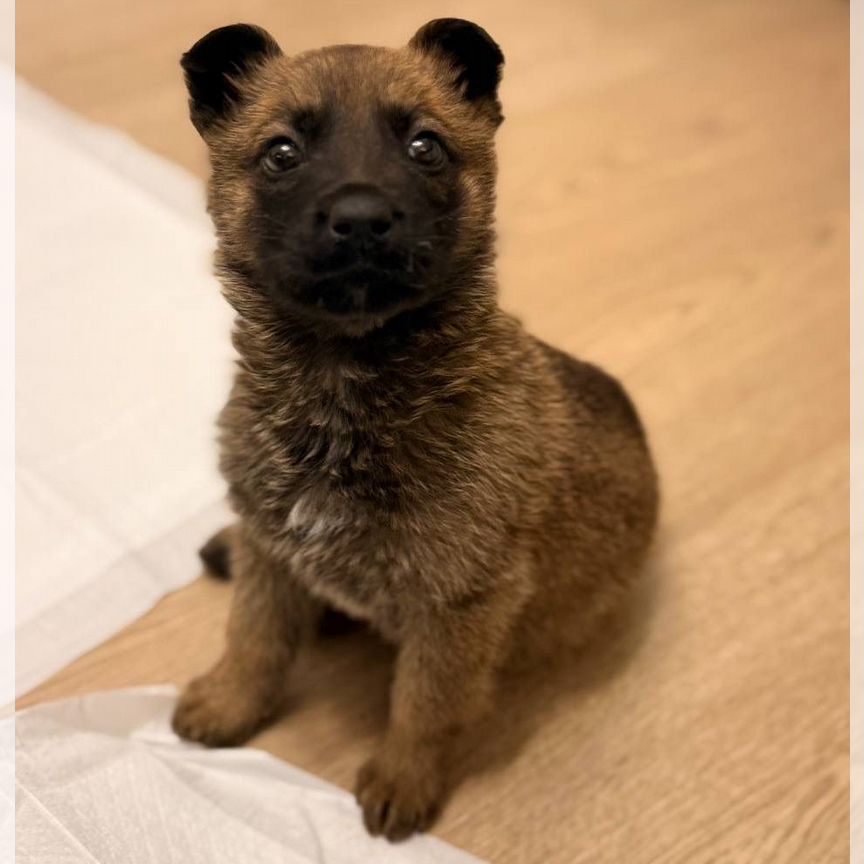 Бельгийская овчарка, щенок