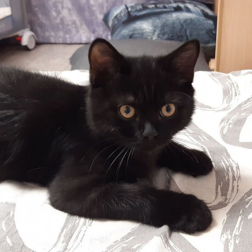 Британский котенок