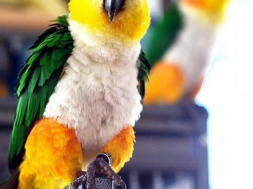 Говорящий попугай