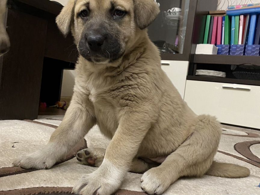 Собака в добрые руки бесплатно