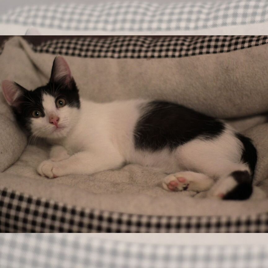 Котенок Тимоша