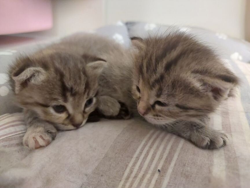 Котята в добрые руки приучены к лотку