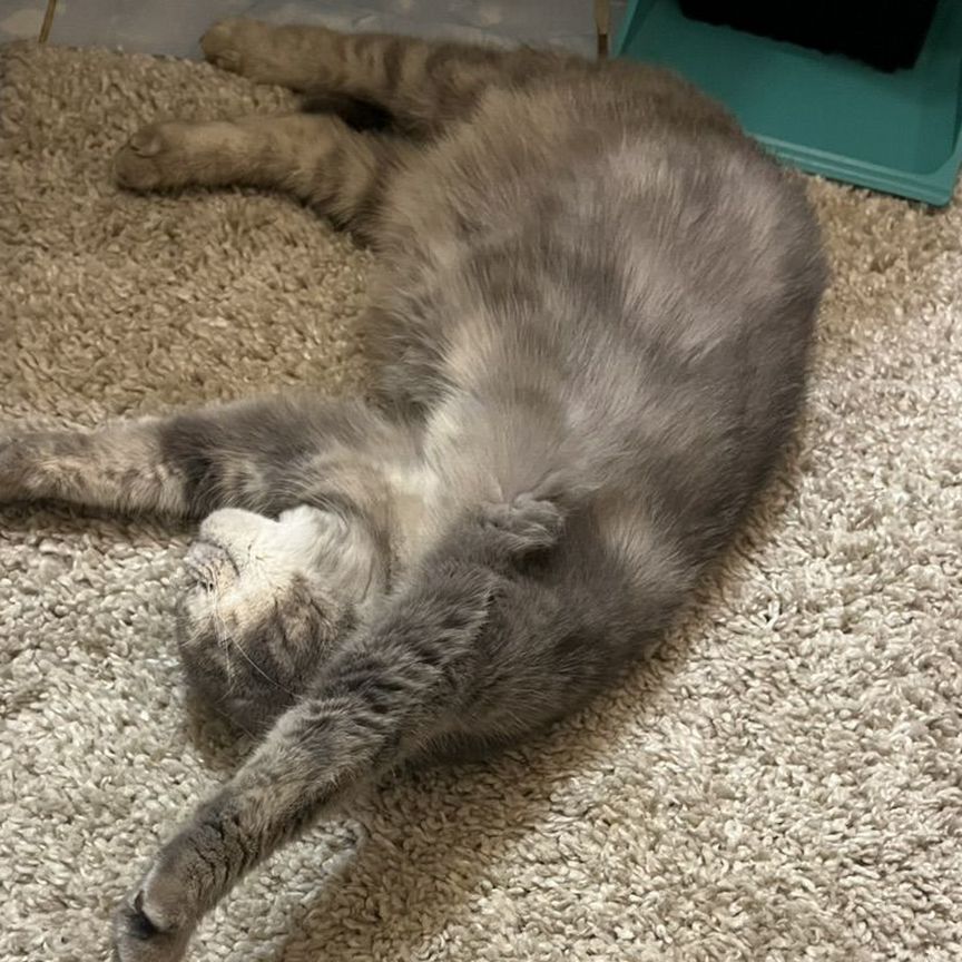 Нужна кормящая кошка