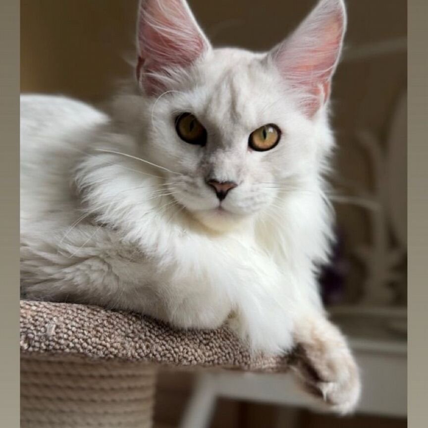 Мейн-кун котёнок