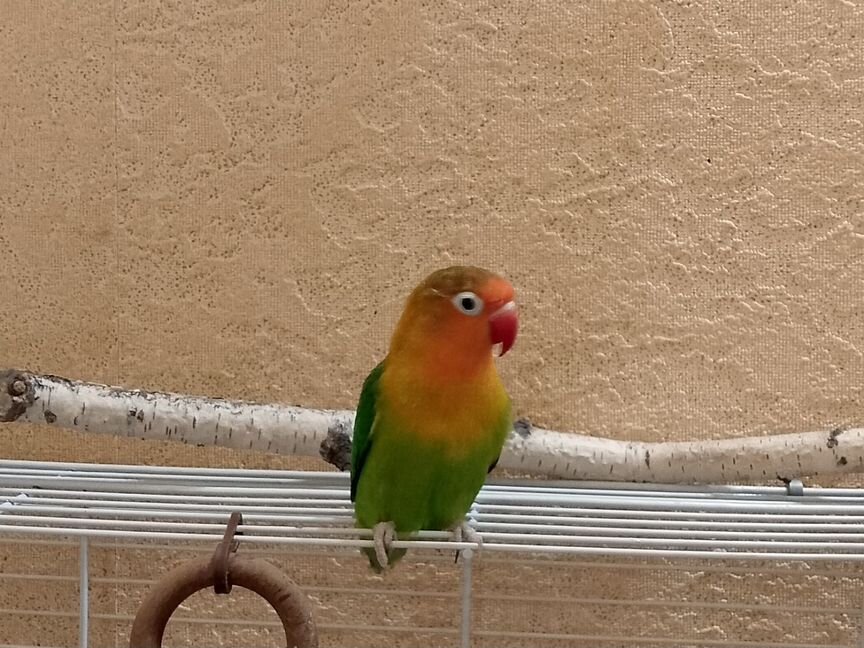 Говорящий попугай неразлучник