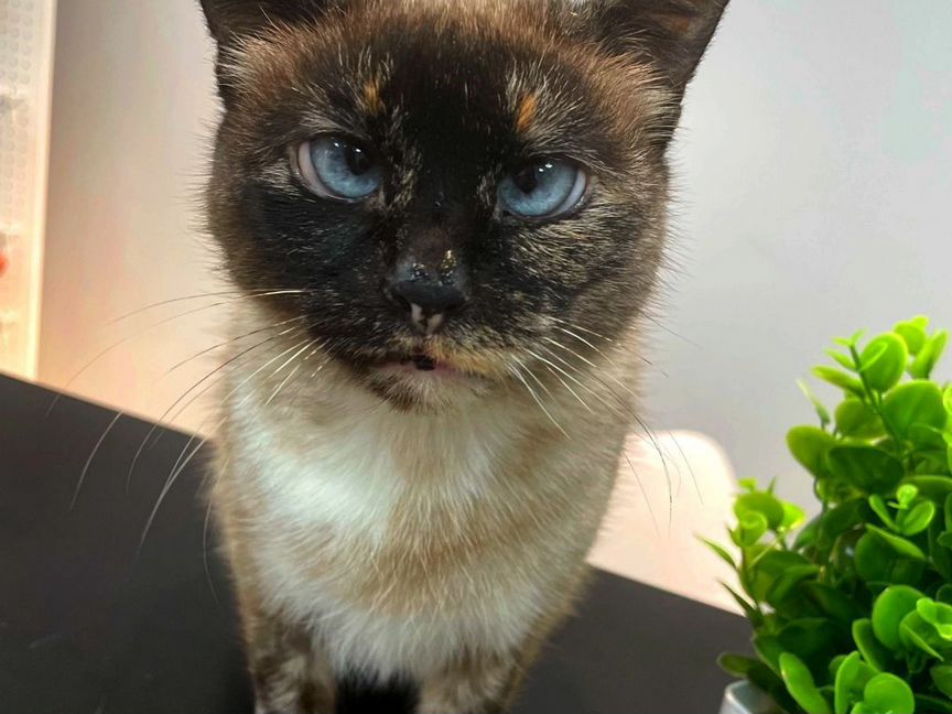 Тайская кошечка