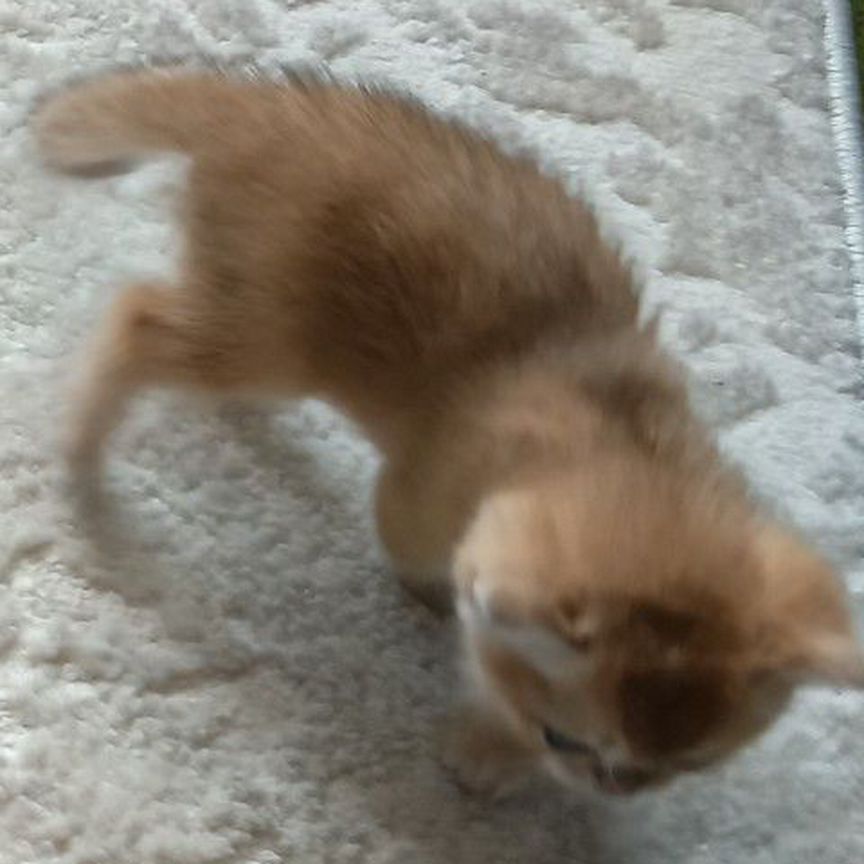 Британский короткошёрстный котёнок